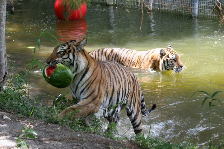 15 Animals eating watermelons (15 pics) | Amazing Creatures