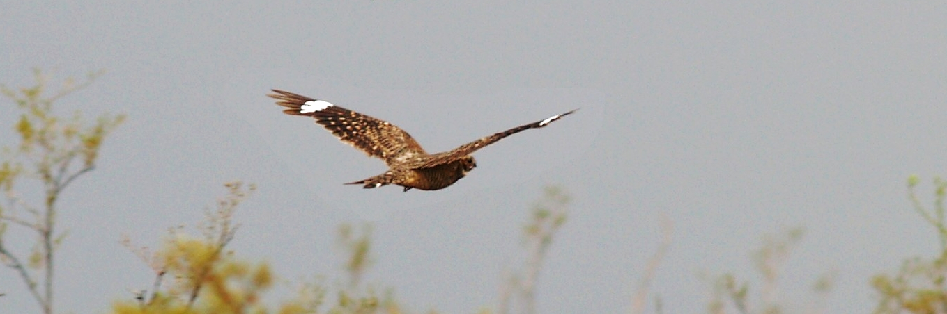 Arizona: Beetles, Bugs, Birds and more: Night Hawks