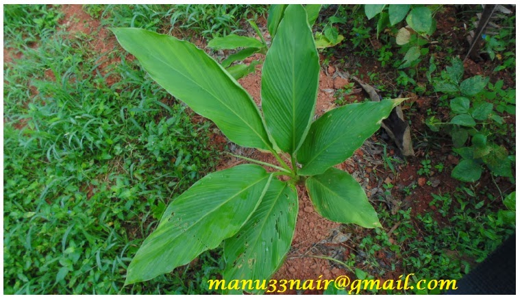 papanasini: KASTURI MANJAL ( കസ്തുരി മഞ്ഞൾ )