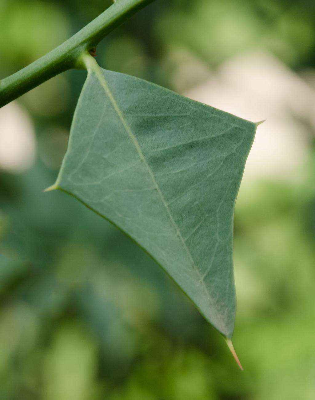 Hoja Romboide (rhomboidalis) - Botánica integra