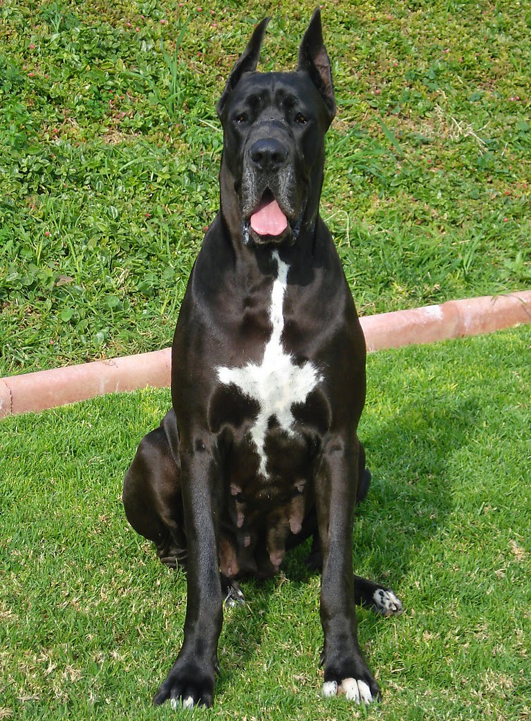 What are the different breeds of dogs?: Alano