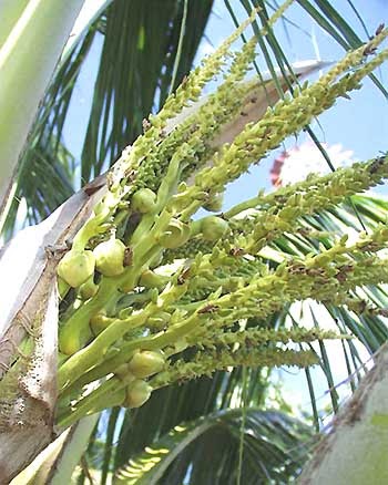 The Holy Quest- Sri Aurobindo and Mother of Pondicherry - A Spiritual ...