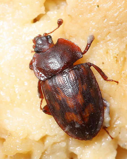 Springfield Plateau: Beetles in Chicken Mushroom