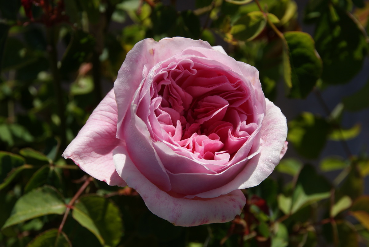 Organic Garden Dreams: May Roses