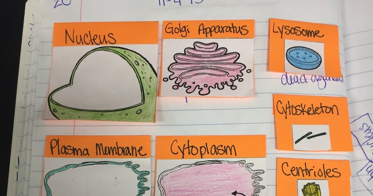 Teaching in Special Education: Animal Cells