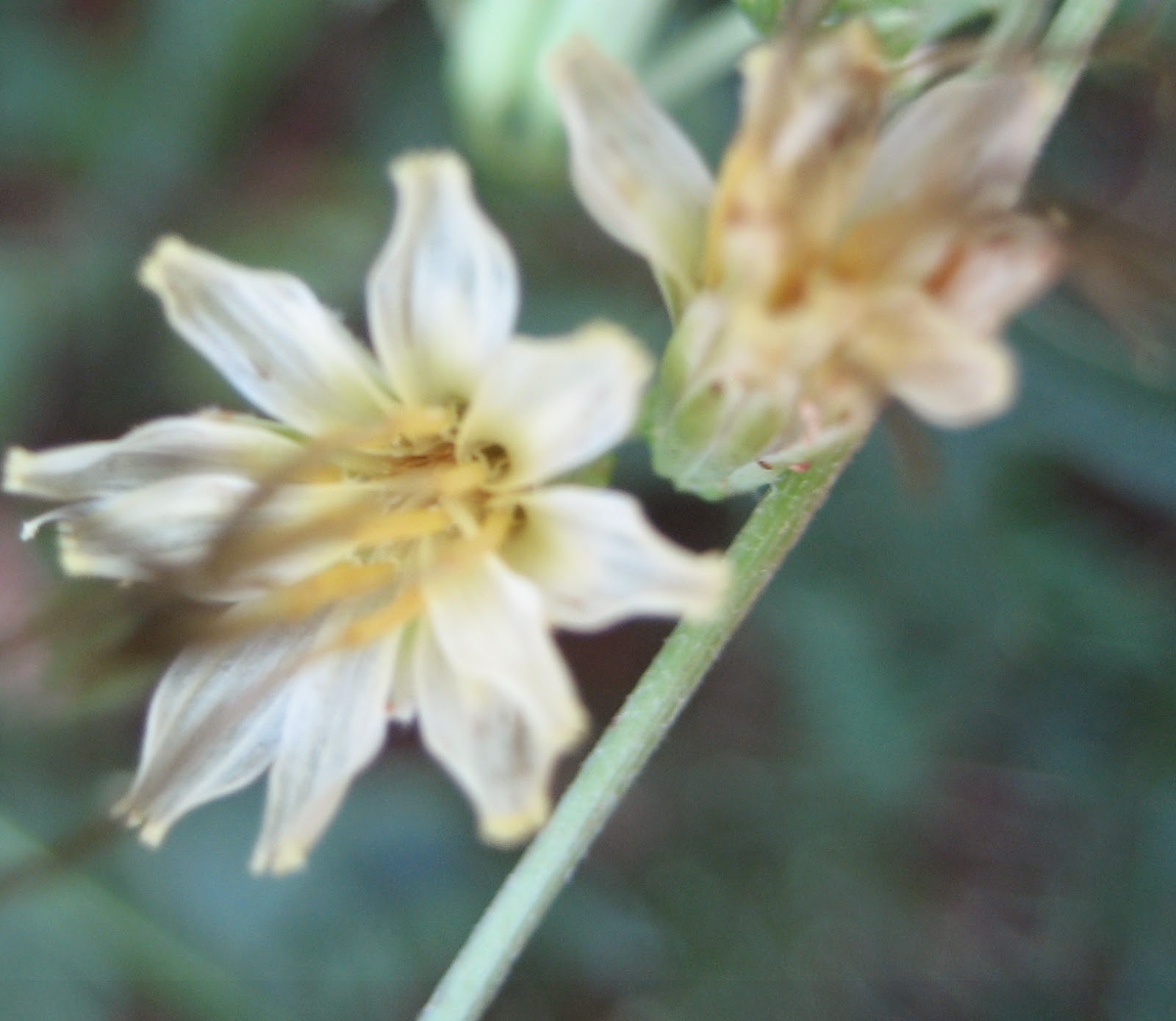 Discovering His Creation: White rattlesnake-root, White lettuce ...