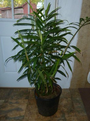 5 Acres & A Dream: Homegrown Ginger