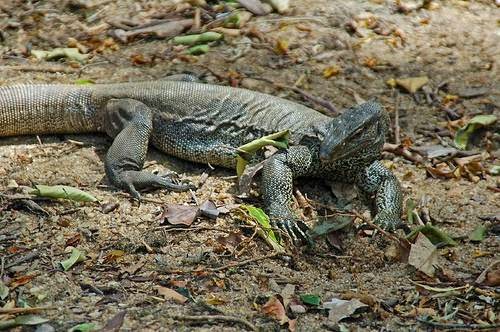 Indian Land Monitor (Varanus Bengalensis Bengalensis)