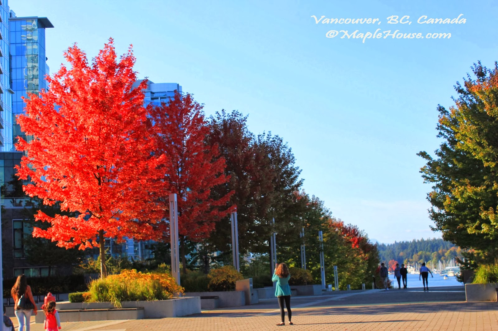 Living Vancouver Canada: The Gorgeous Colors of Autumn in Vancouver