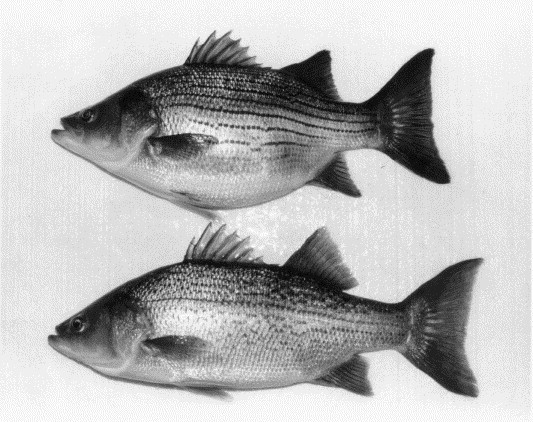 As Many Exceptions As Rules: Carp Diem - Polyploid Fish Seize The Day