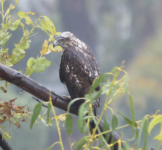 BirdCam on Cheltenham: Red-tailed Hawk in the rain