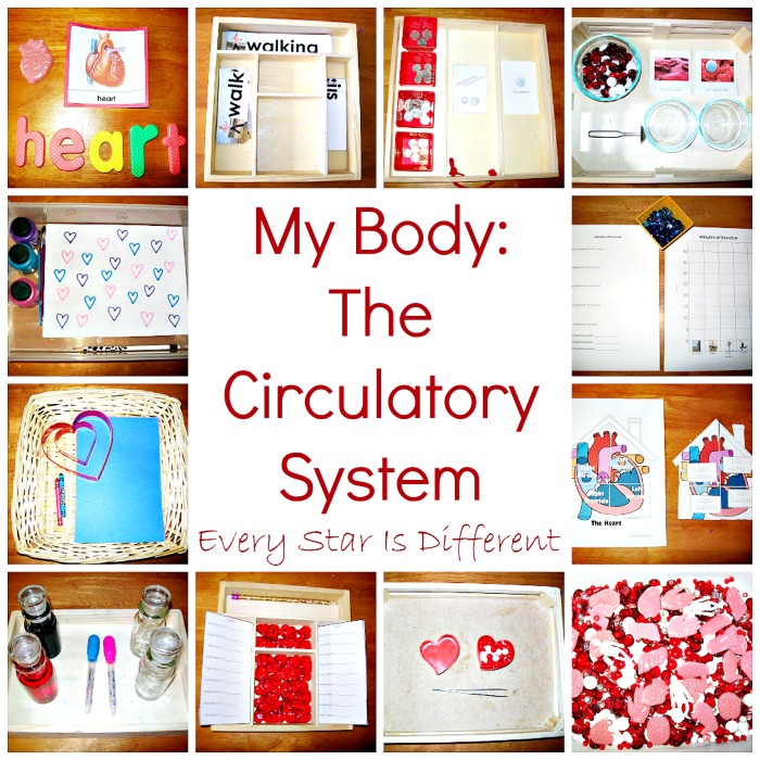 My Body: The Circulatory System - Every Star Is Different
