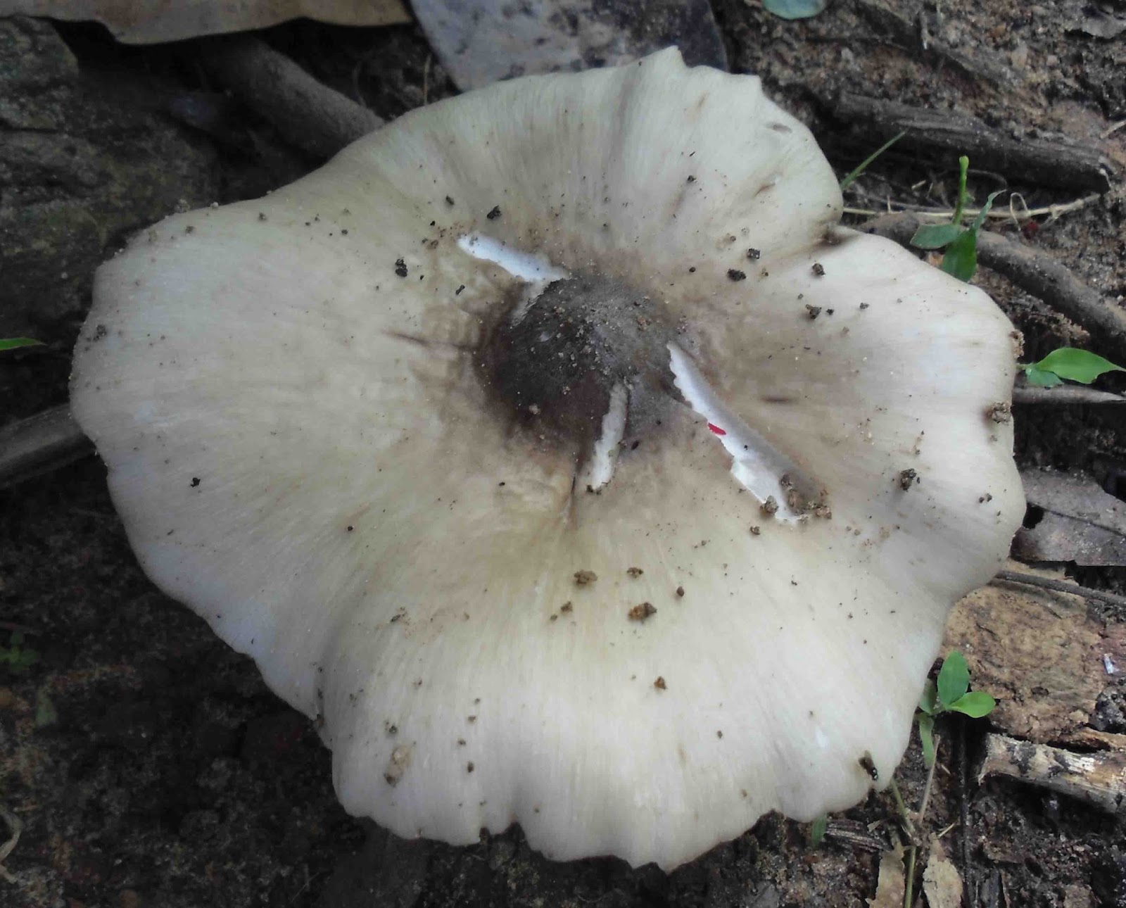 Mushrooms - Bimmal - Hathu - බිම්මල් - හතු