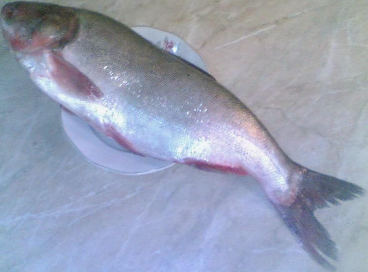 Peste Novac prajit cu mujdei de usturoi | Preparatedevis.ro