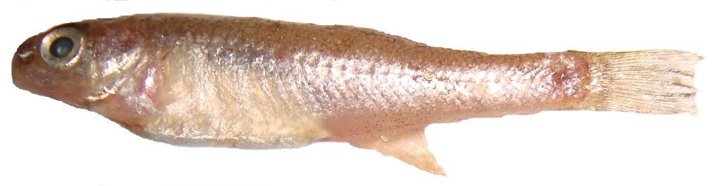 Lago Titicaca: Recursos Hidrobiológicos y Limnología: febrero 2013