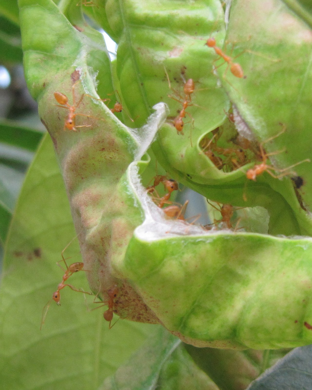 Biodiversity Network : My New Neighbours: Red Ants