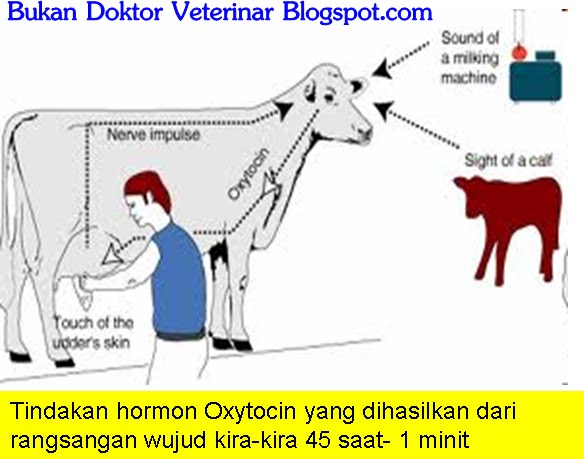 bukan doktor veterinar: Proses Pemerahan Susu Lembu Tenusu