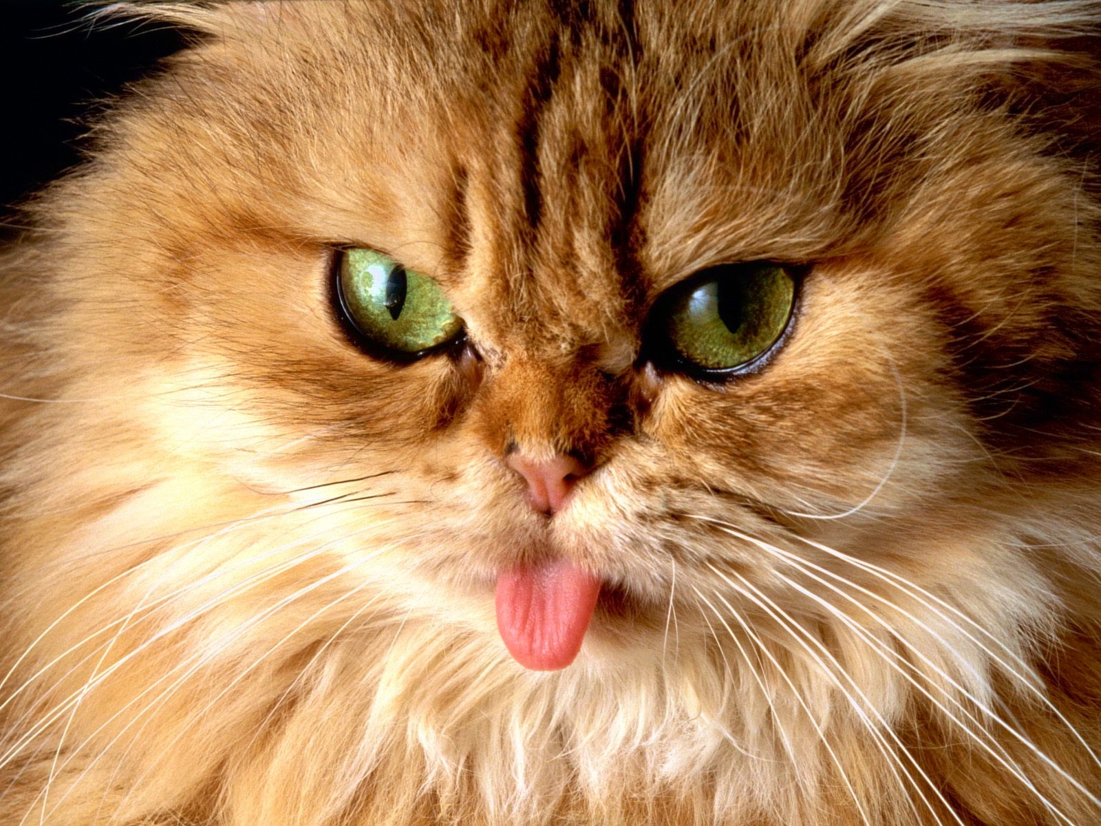 Sweat cat with tongue | Okay Wallpaper