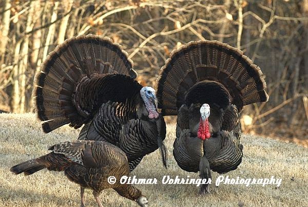 Wild Turkey Fever: What Is A Turkey Slam?