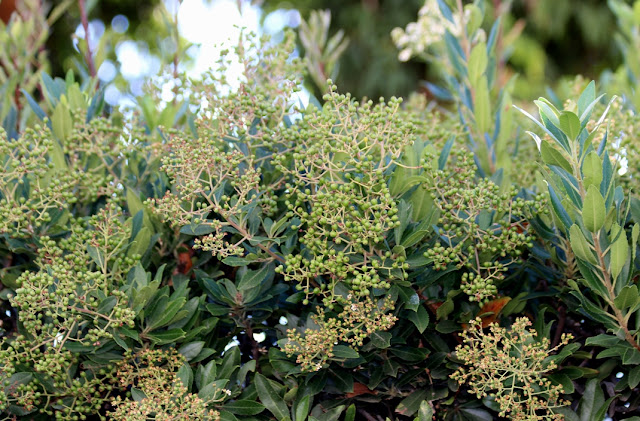 A photo, A thought............: Plant: Toyon...a chaparral keystone ...