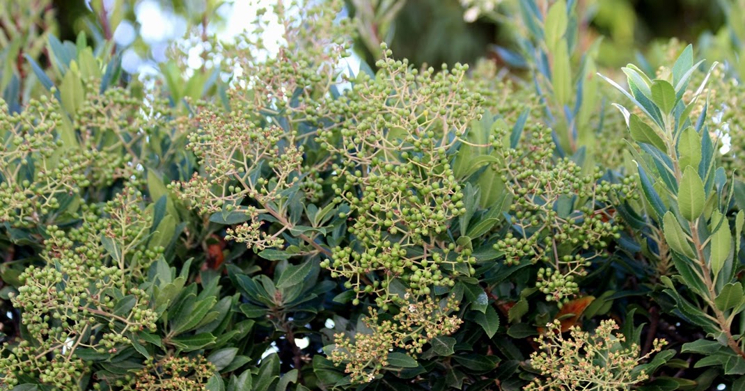 A photo, A thought............: Plant: Toyon...a chaparral keystone ...