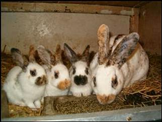 konijnenrassen: Middelgrote rassen