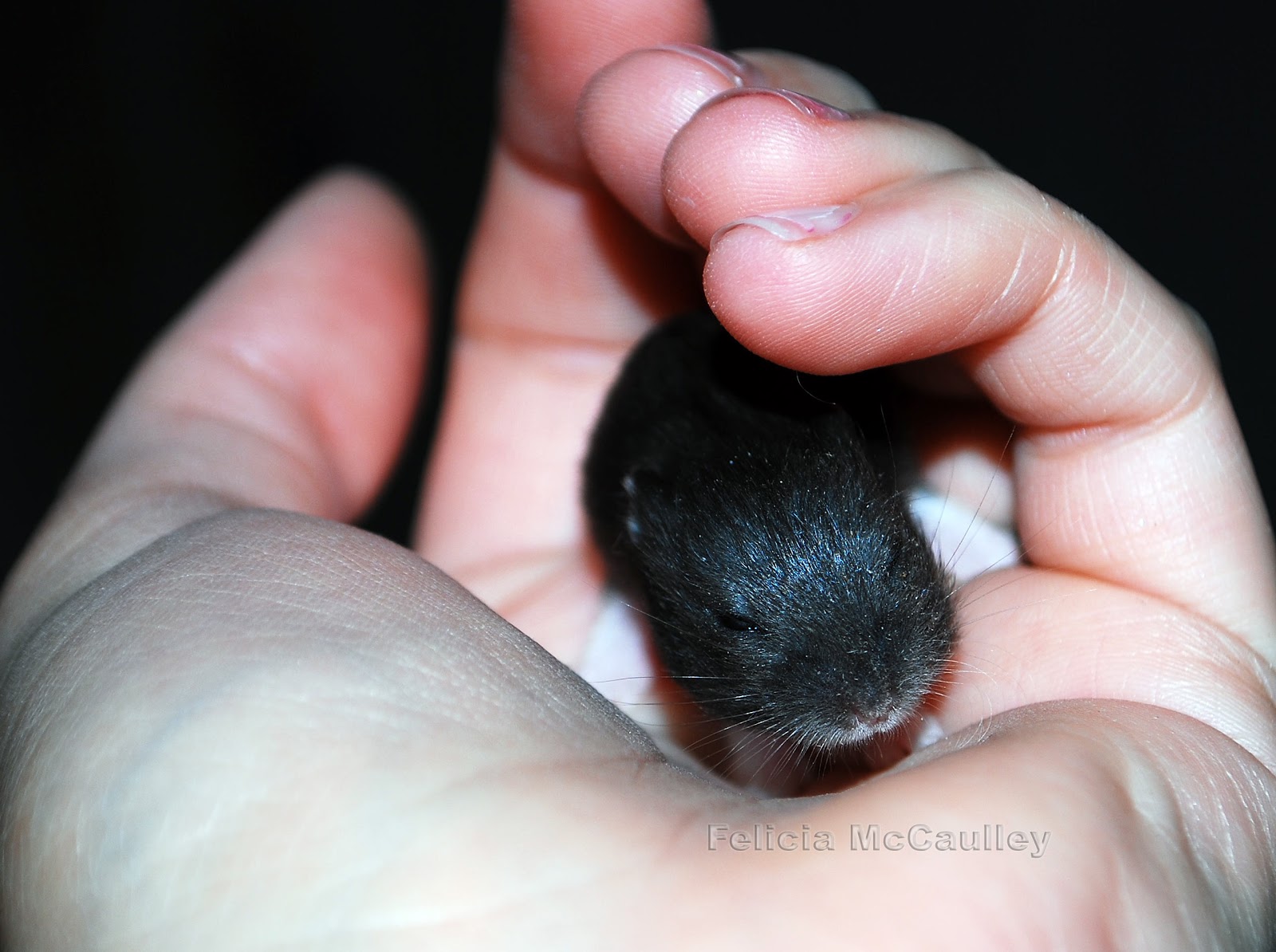 Philadelphia Hamster: Campbell's Dwarf Hamsters Available Now!