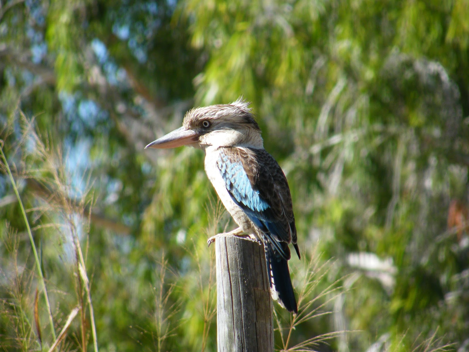 BJ and Noelle Travel Oz : Airlie Beach - Funny Dunny (Wunjunga ...
