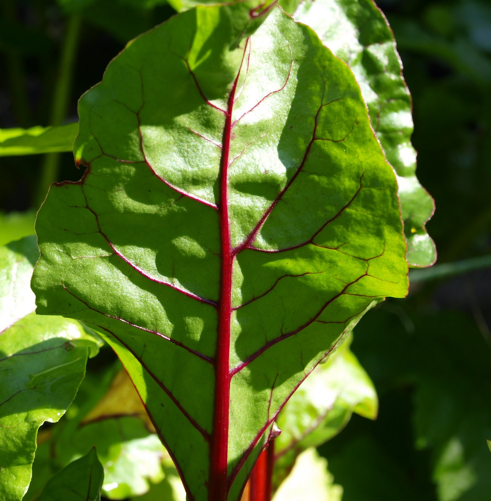 Mark's Veg Plot: Further studies in Light and Shade
