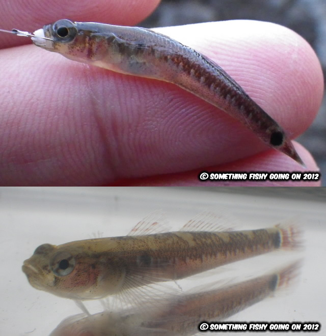 Something Fishy Going On: An idiot's guide to U.K. goby identification.