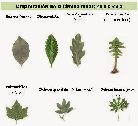 Hablemos de....: Hoja: Función, estructura, adaptación al medio y ...