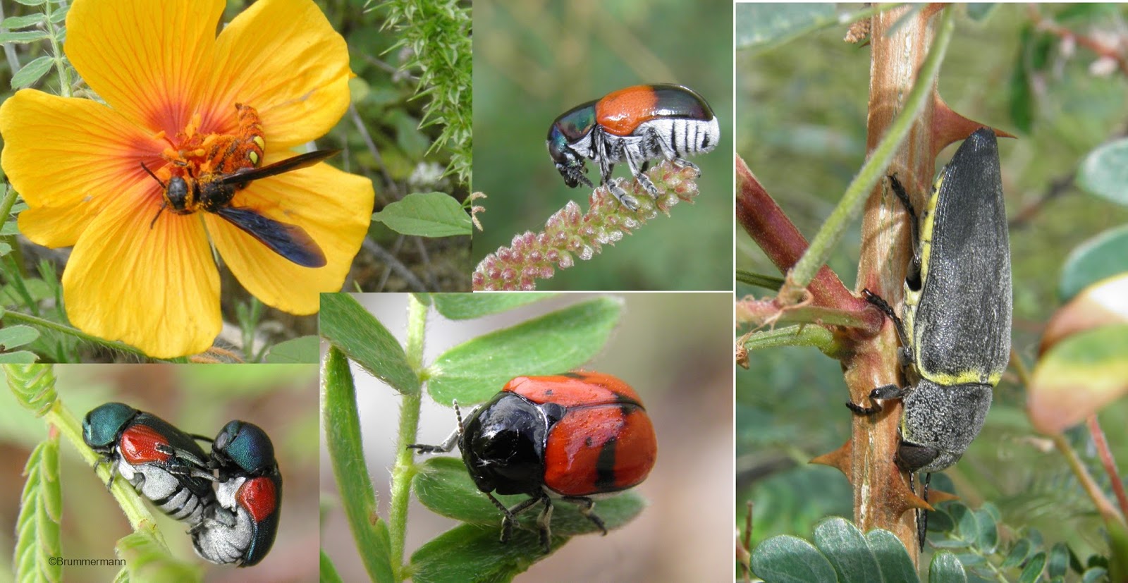 Arizona: Beetles, Bugs, Birds and more: August 2016