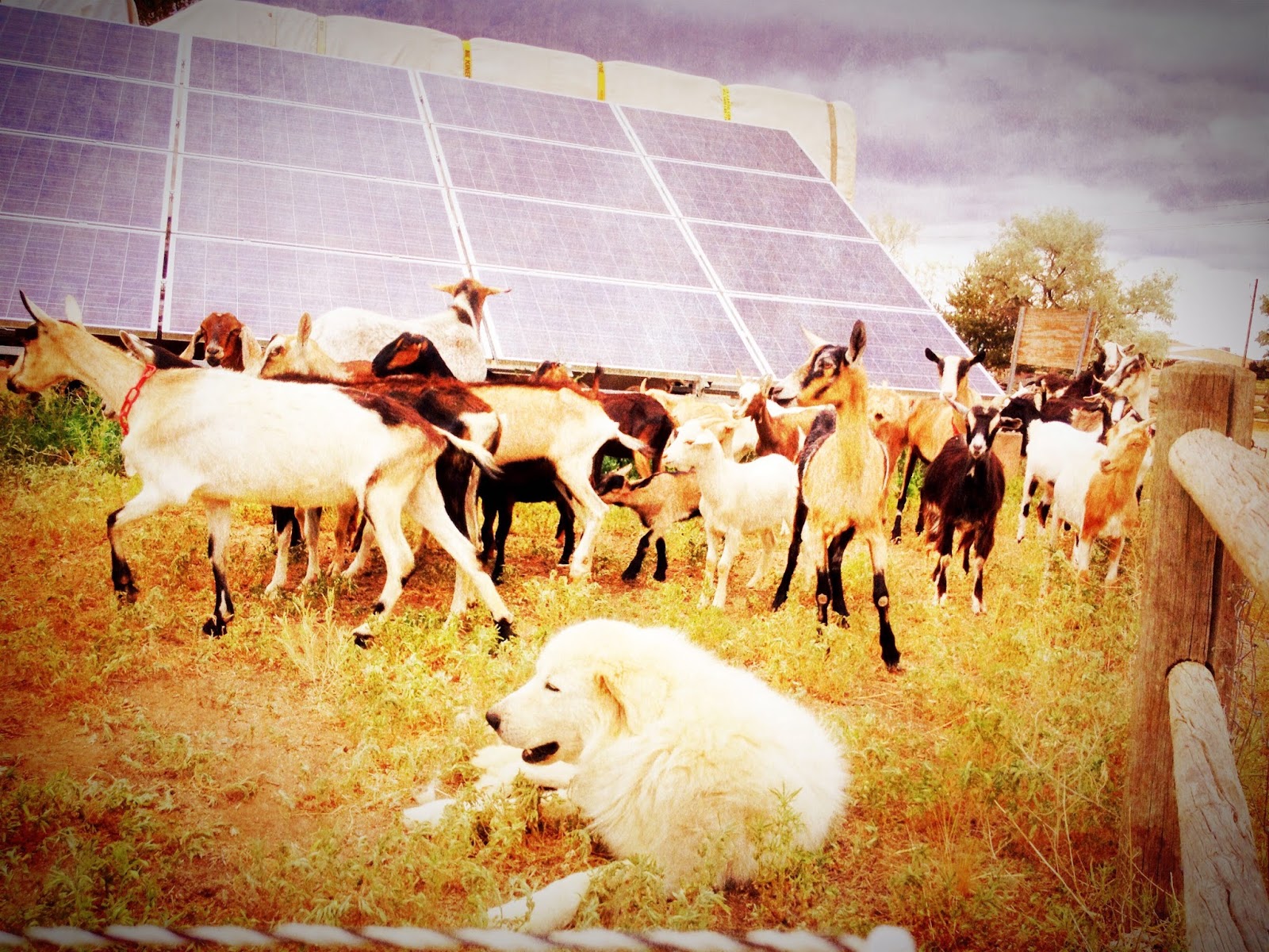 Horned Locust Goatscaping: GoatScaping Solar Installations in New Mexico