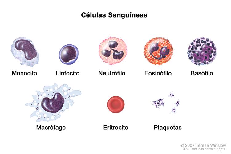 Portafolio de evidencias Fisiología, Aranzazú García Angulo: Elementos ...