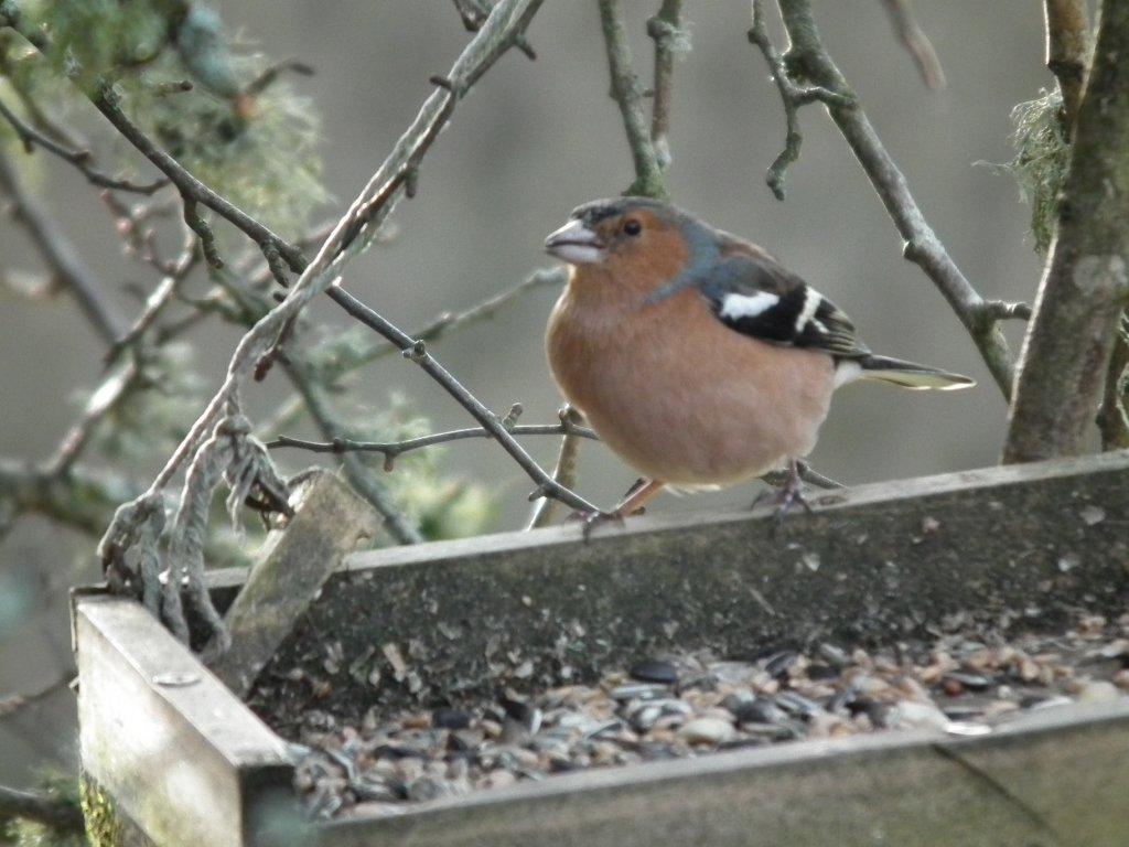 The Life and Times of this Old Git: Latest Bird blog