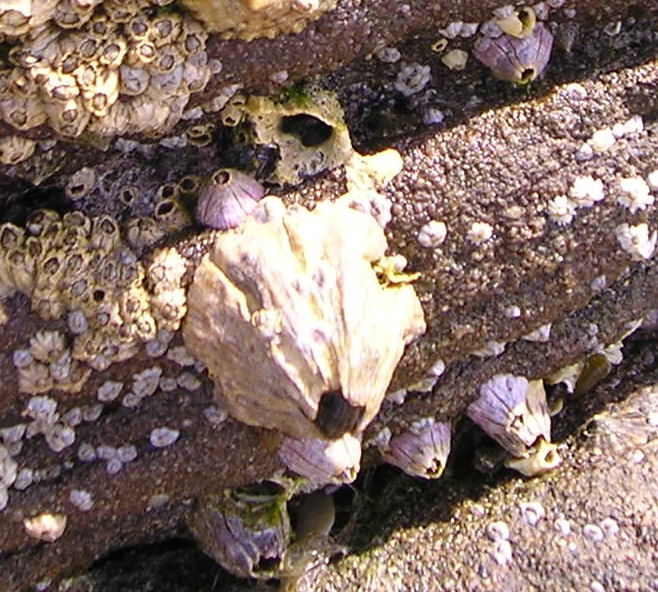 Sanremo Mediterranea