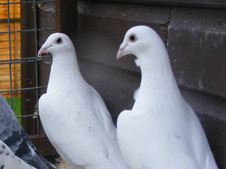 Birds Pigeons Pakistan: White Racing Pigeon