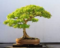 Tn Nursery Blog: Bonsai Care tips