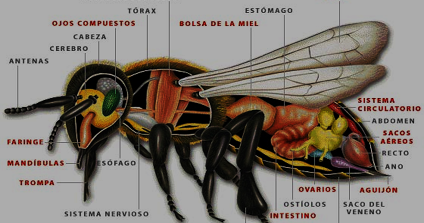 BOLSA O BUCHE DE LA MIEL