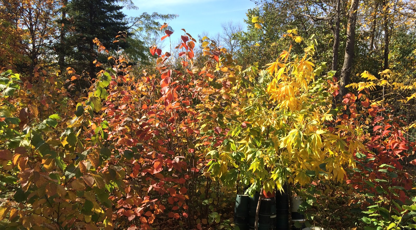 Riverbend Hazelnuts: FALL COLORS & TREE LIKE HAZEL'S