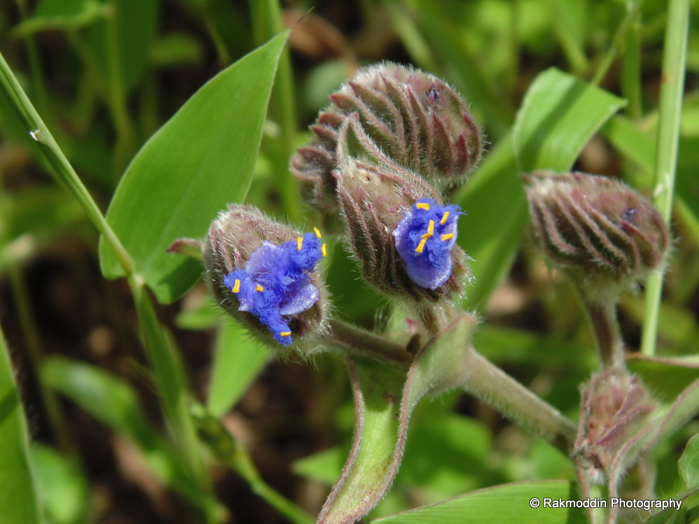 Kas Pathar - Flowers valley in Maharashtra - Rakmoddin's Travel Blog