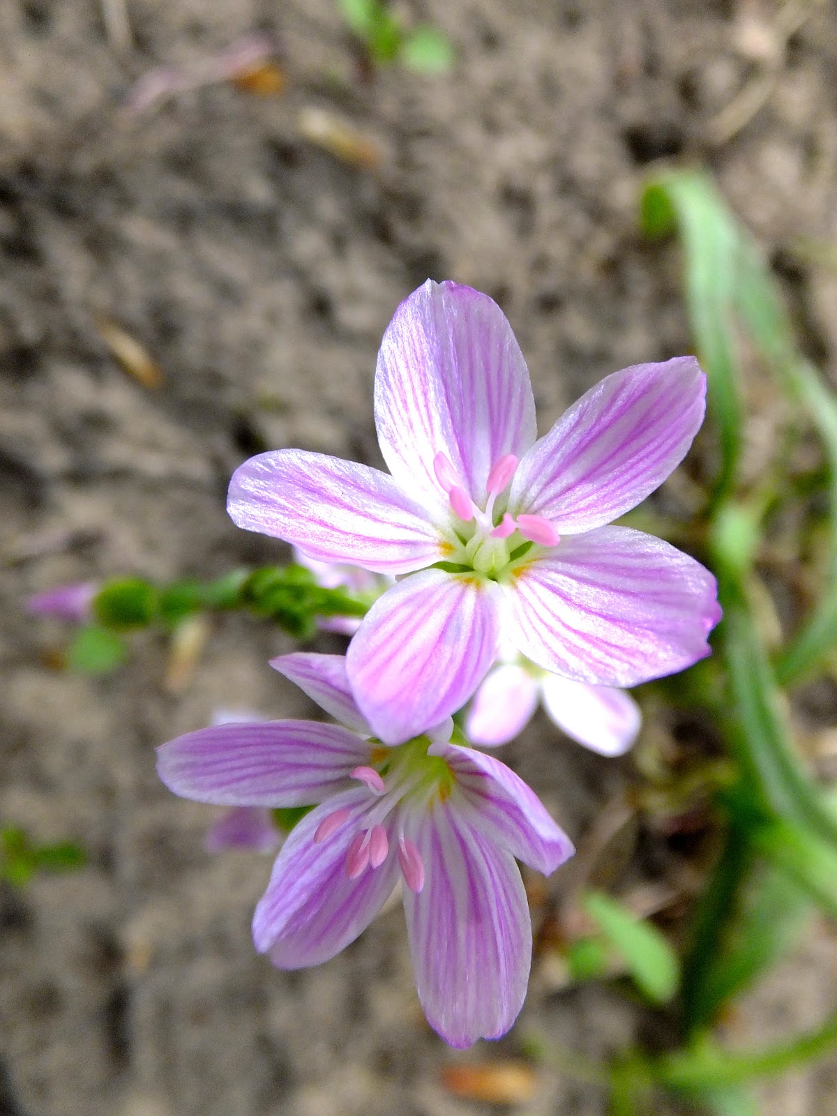 Plants Amaze Me: Spring Wildflowers in Aman Park, Ottawa County Michigan