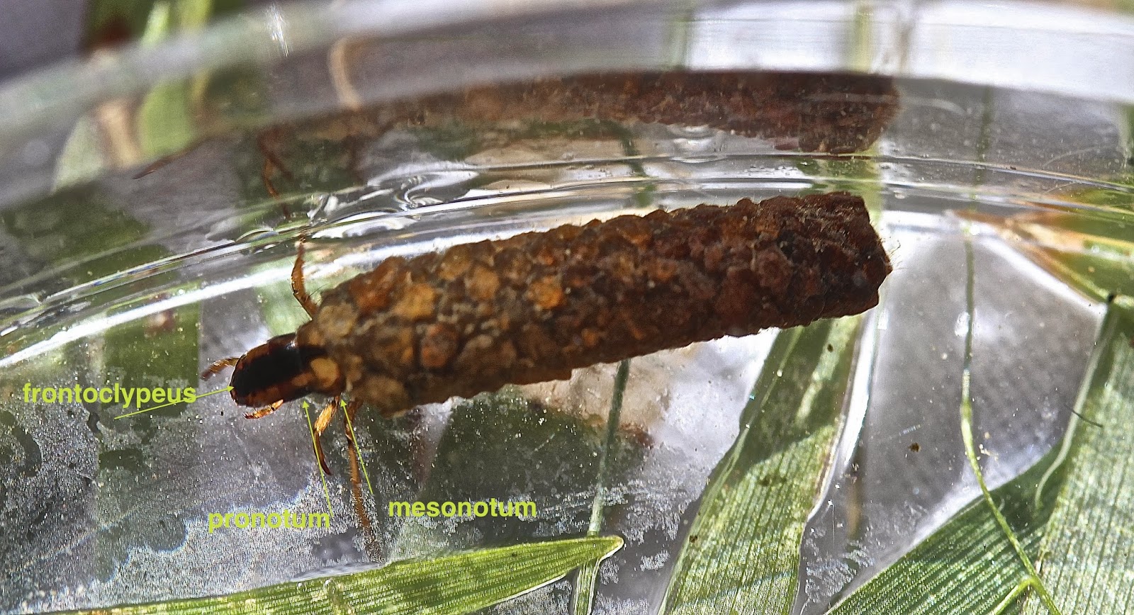 Aquatic Insects of Central Virginia: The "Strong-case makers ...