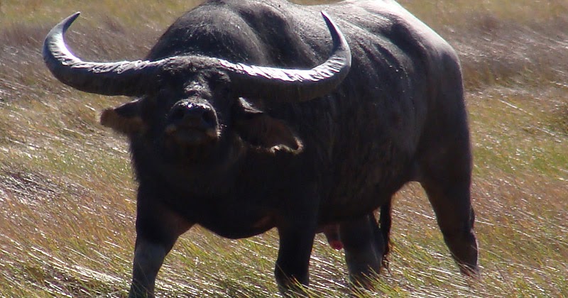 ON THE GRAPEVINE: Feral Animals in Australia / Part 3