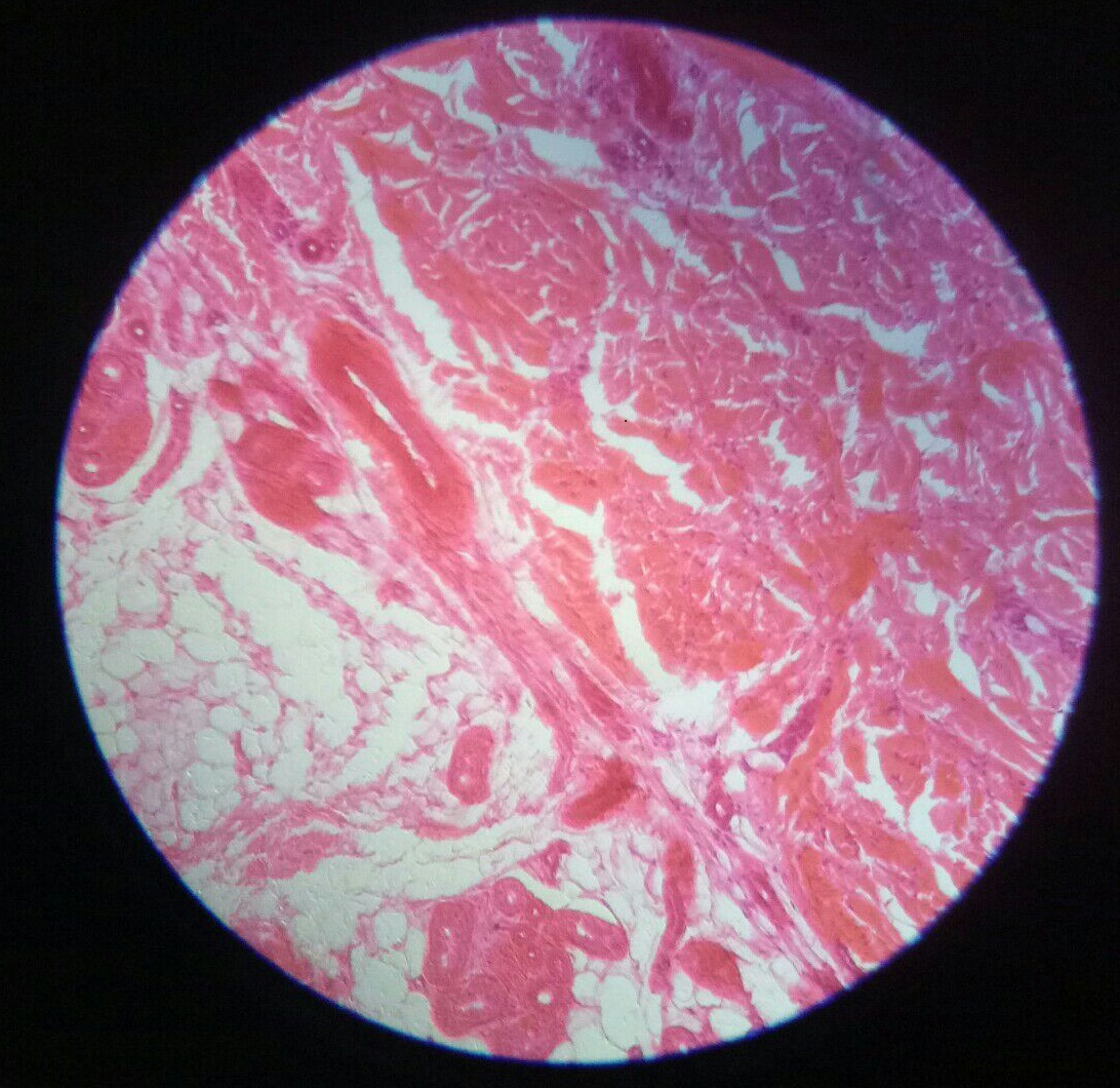 LAPORAN PRAKTIKUM JARINGAN EPITEL