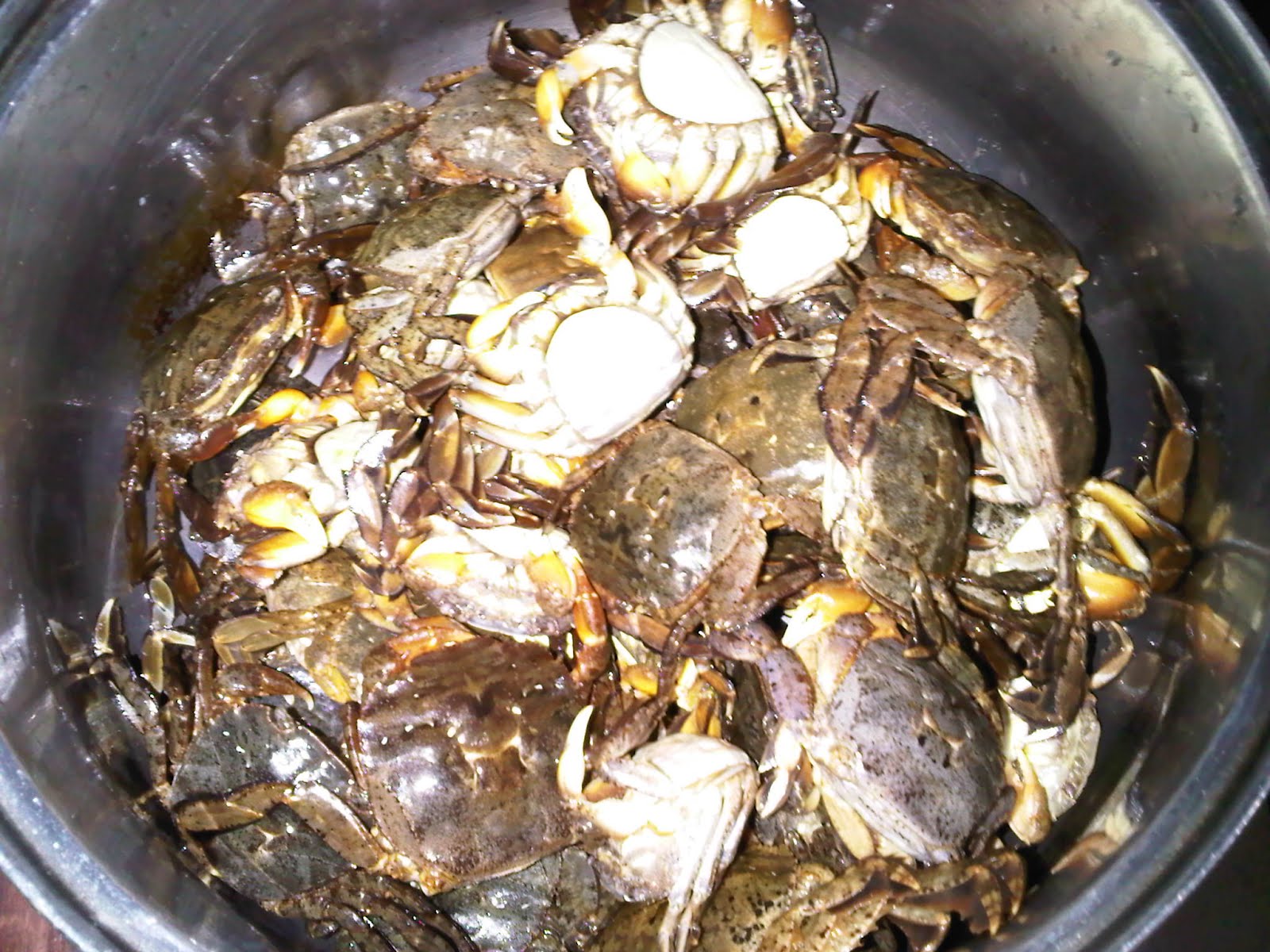 Dimmpss' Chronicles: Talangka!