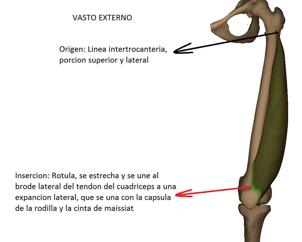 Anatomy full : MUSCULO VASTO EXTERNO