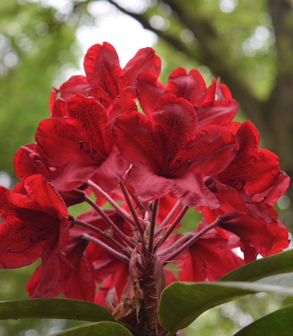John Grimshaw's Garden Diary: Late-flowering Rhododendron diversity in ...