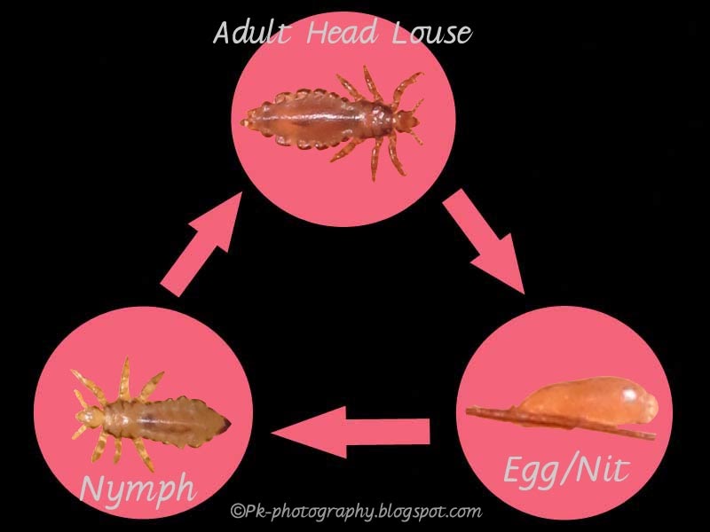 Lice Life Cycle