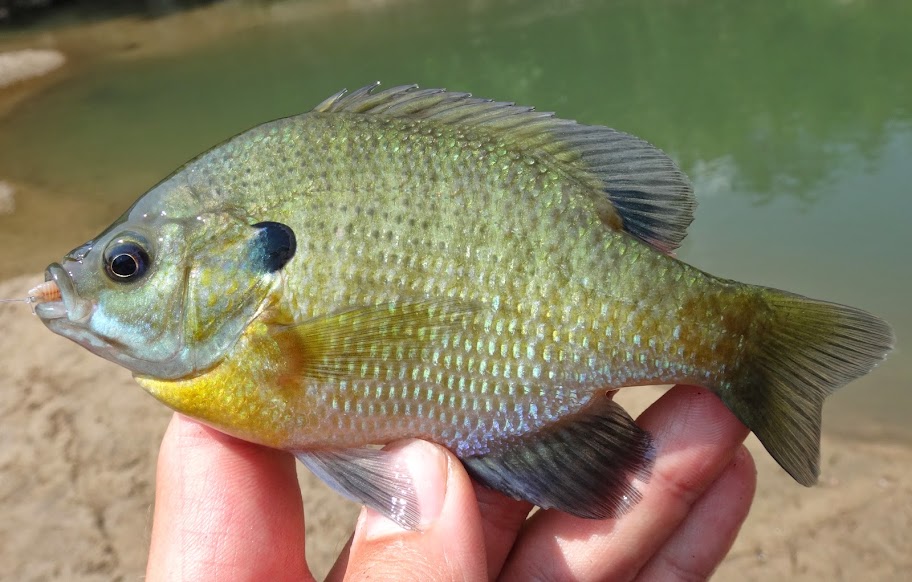 Ben Cantrell's fish species blog: Sunfish of Sandy Creek, IL